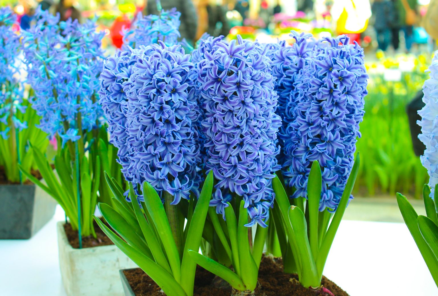 Bulbi disponibile la Qualiplant